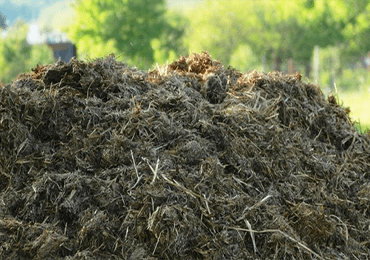 Study finds that cow dung can also be made into plastic | PLALEAVES