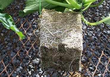 Introduction of several high grade vegetable fiber pulp | PLALEAVES